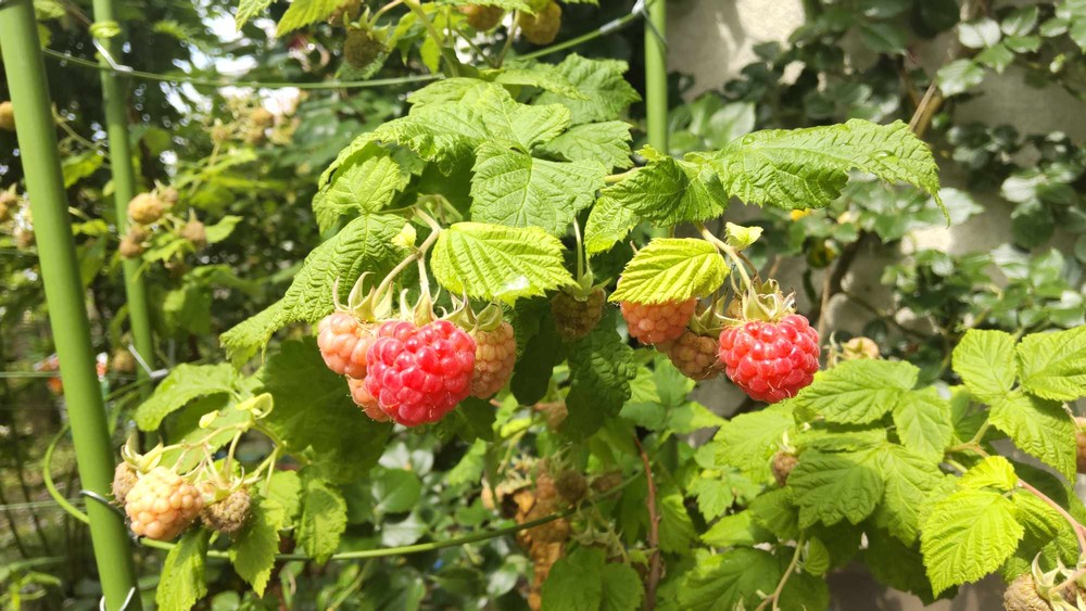 yumiyumayume | A Story of Raspberries in My Garden